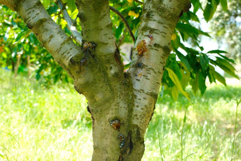 Tree Disease Identification And Treatment Cost